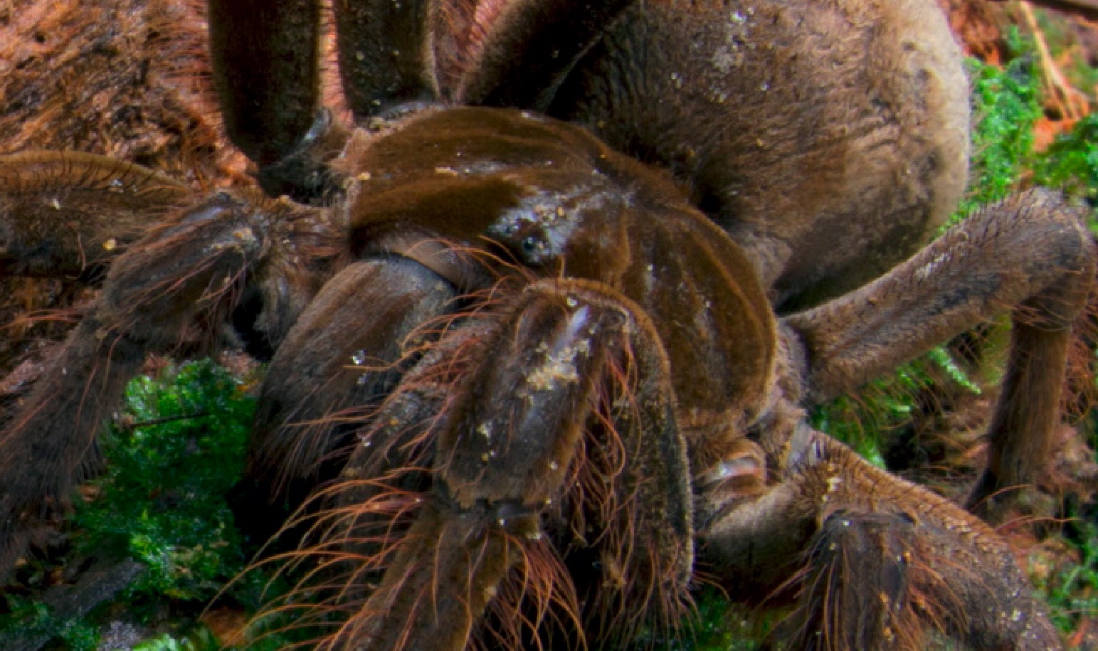 Worlds Biggest Spider Goliath Birdeater Scientist Sent Death Threats After Killing Monster