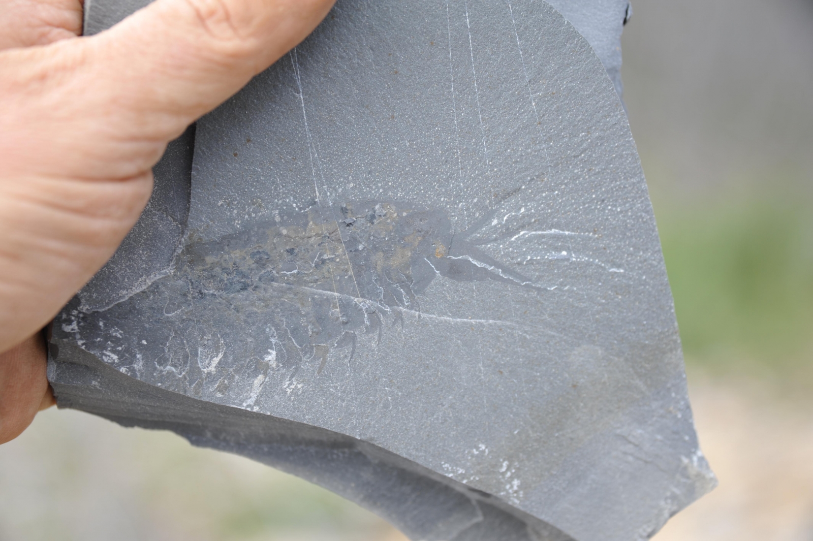 Yawunik Kootenayi 508 Million Year Old Mayhem Lobster Discovered In Canada