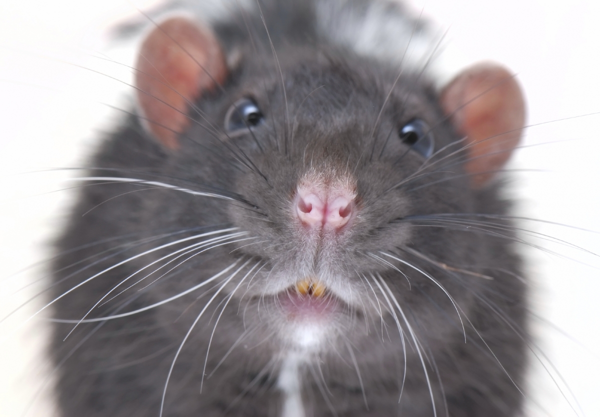 Ancient Giant Rats the Size Of Dogs Discovered In East Timor