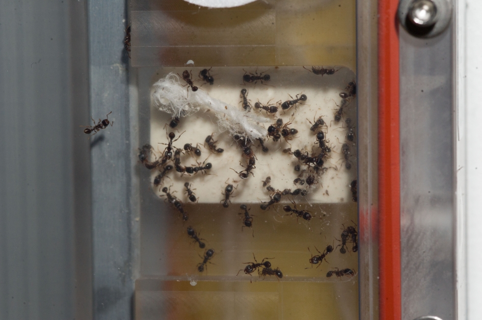 Ants Sent to Space to Tell Scientists How to Build Better Robots