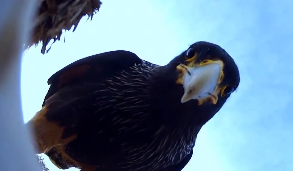 Falcon Steals 'Egg Camera' and Films Aerial Penguin Footage | IBTimes UK