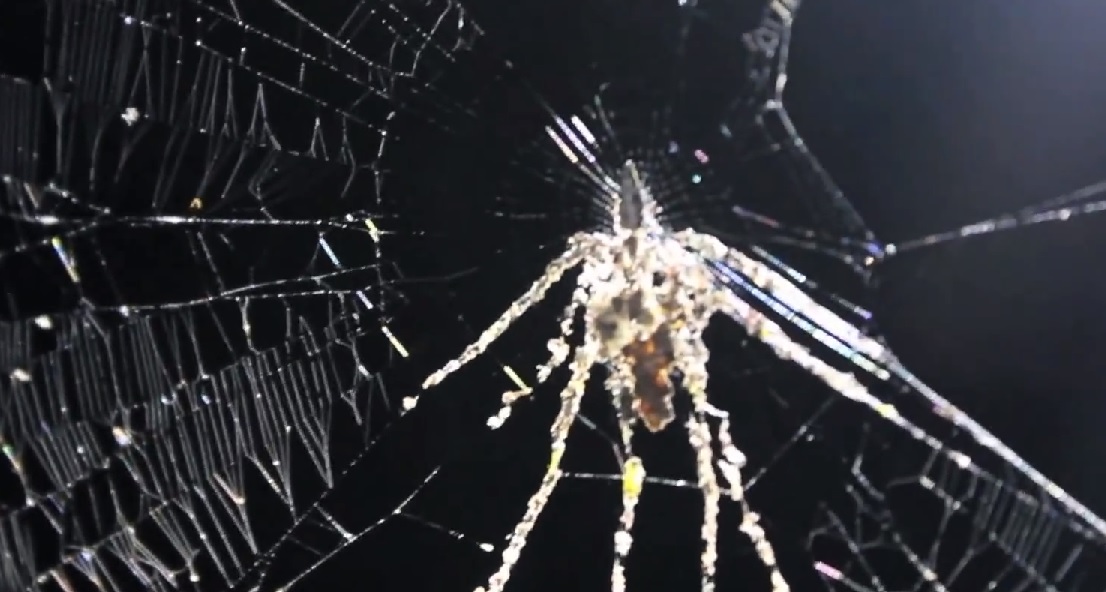 Peruvian Spiders Trick Predators with Decoys [VIDEO] | IBTimes UK
