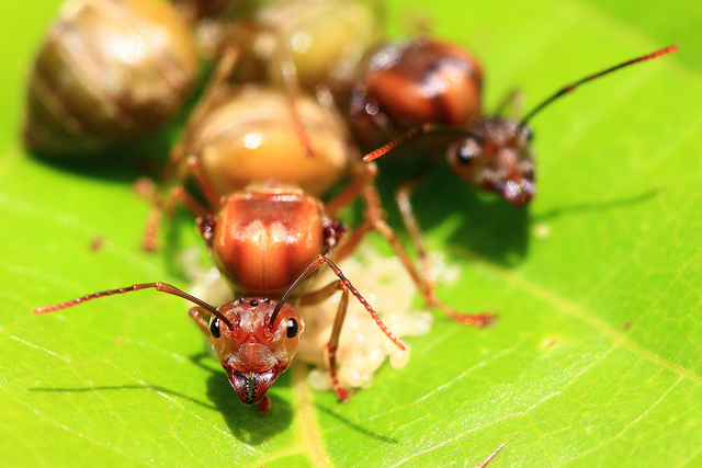 Venomous South American red fire ants discovered in Sydney