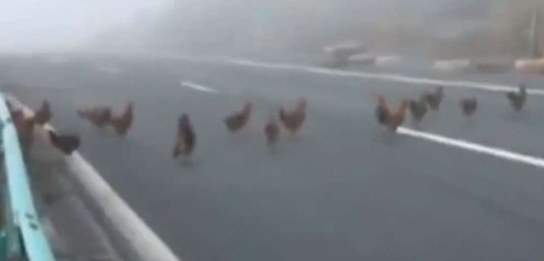 Chicken Run: Watch Chinese Fowl Make Bid for Freedom Across Motorway