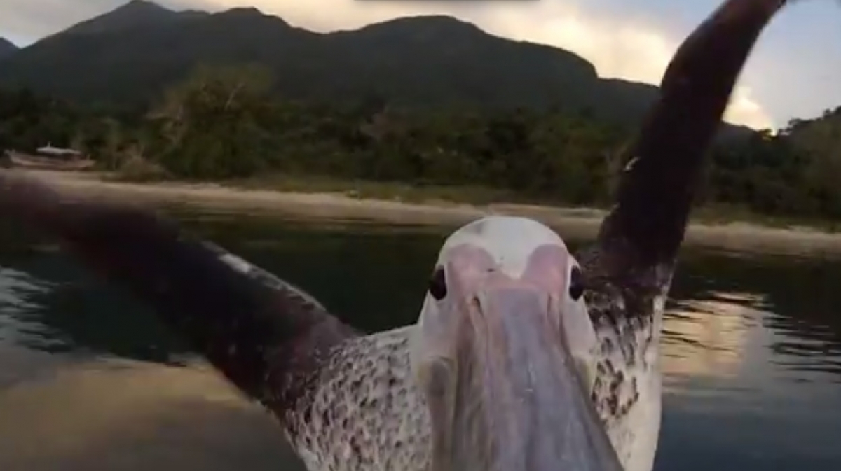 Peli-Cam Captures Incredible Views of Tanzanian National Park | IBTimes UK