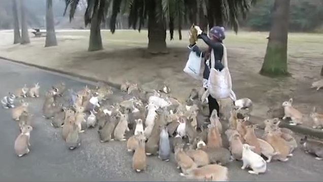 Japan: Woman Chased by Stampeding Herd of Rabbits | IBTimes UK