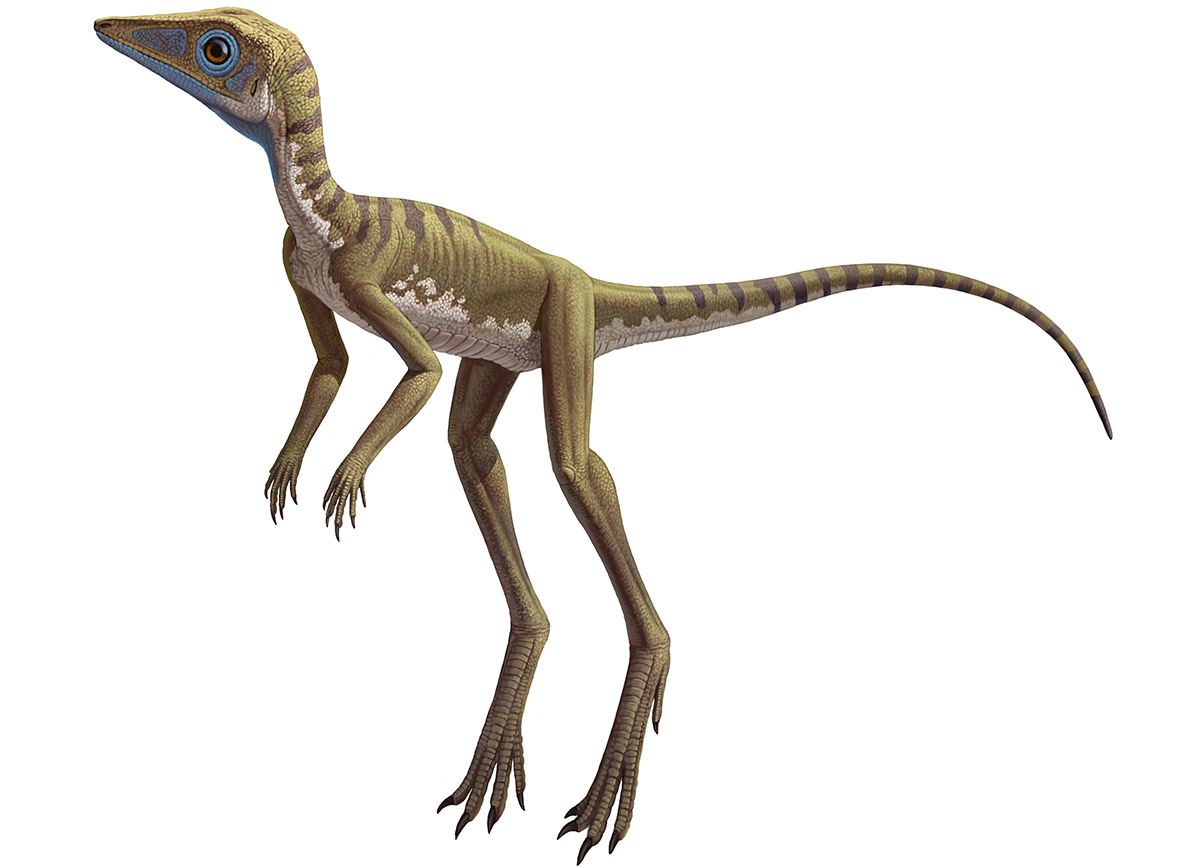 Pterosaurs, Flight in the Age of Dinosaurs: How Did Prehistoric ...