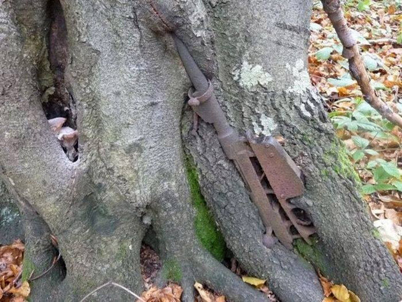 Nature's War Museum: Army Weapons and Helmets Swallowed up by Russian ...