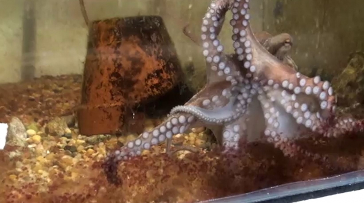 Octopus Amputated to Discover Why they do not Stick to Themselves ...