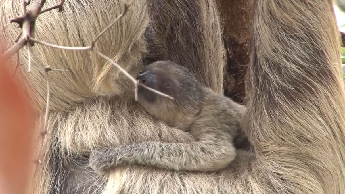 Surprise Baby Sloth Birth at London Zoo | IBTimes UK
