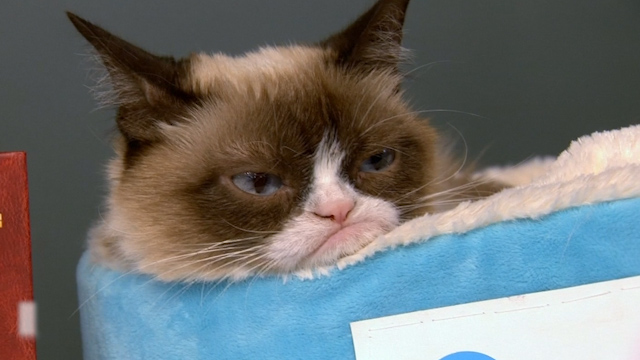 Grumpy Cat Frowns upon New York City | IBTimes UK