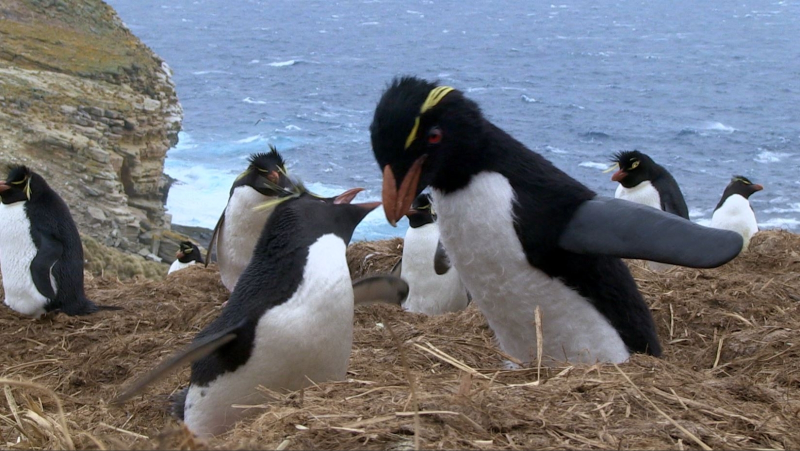 Robot Rockhopper Penguin Attacked by Jealous Female Rival | IBTimes UK