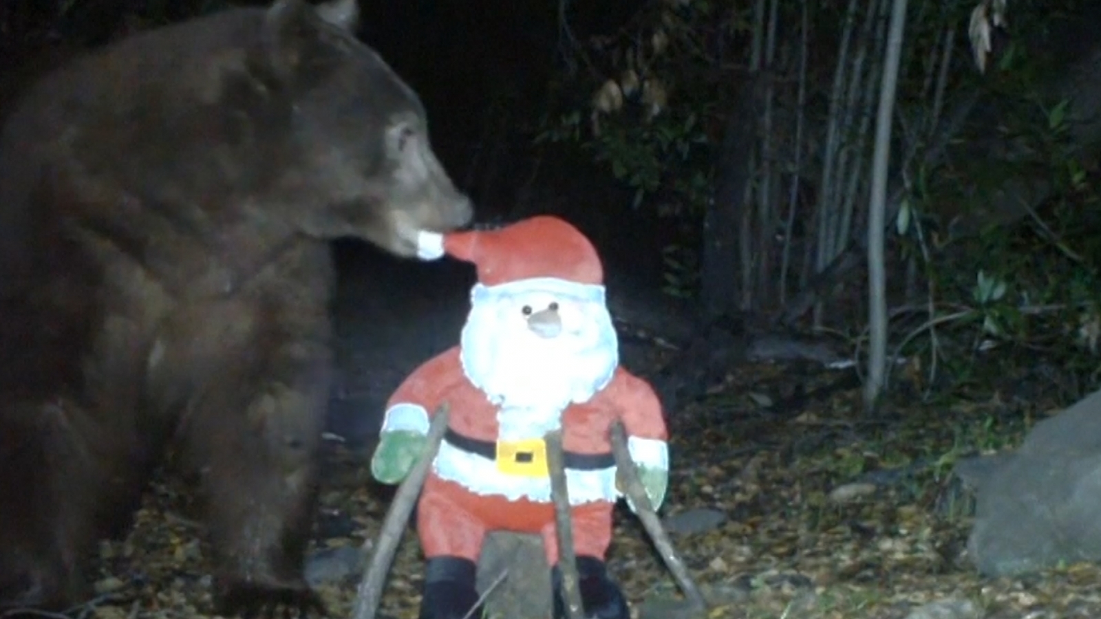 Bear attacks Father Christmas toy on hidden camera | IBTimes UK