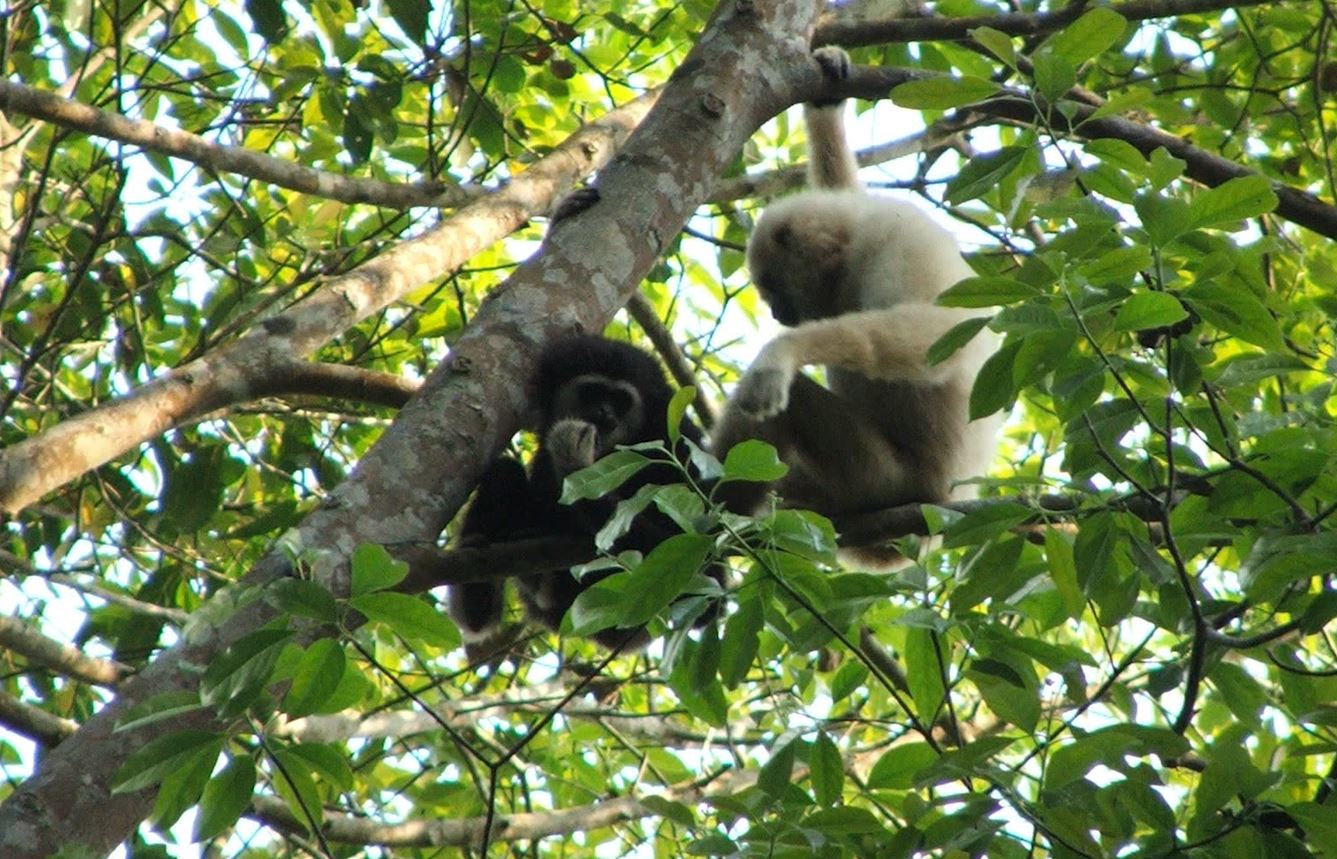 Secret gibbon language translated: Scientists discover meaning behind ...