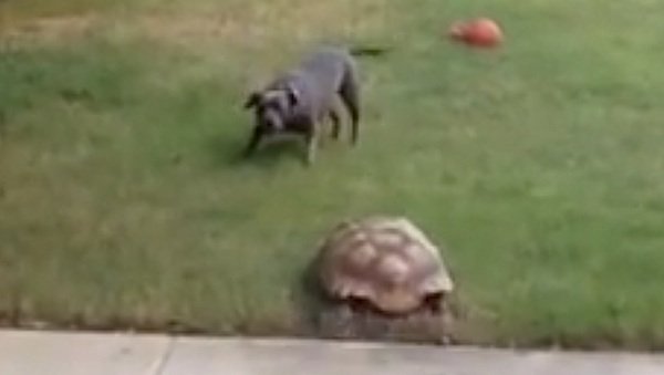 Rescued tortoise chasing best friend terrier becomes viral hit | IBTimes UK