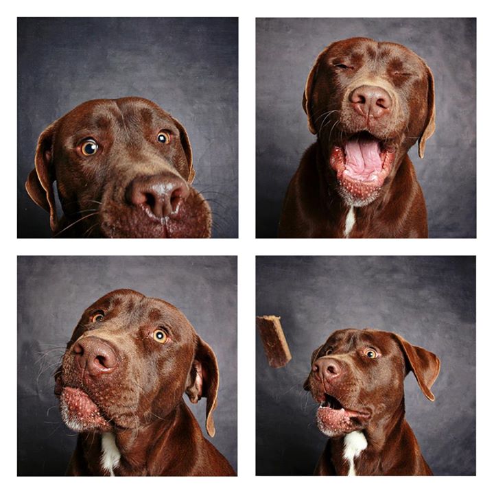 Photobooth dog portraits: Animal shelter's incredibly cute idea to help ...