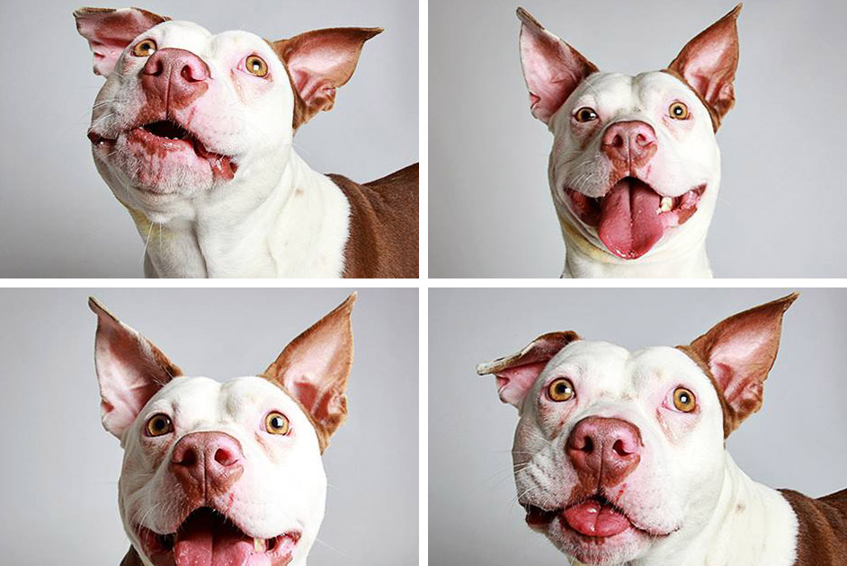 Photobooth dog portraits: Animal shelter's incredibly cute idea to help ...
