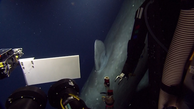 Gulf of Mexico explorers' encounter with whale becomes a 1.5million ...