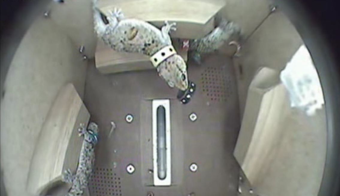 Space geckos filmed playing on unmanned Russian satellite [Video ...