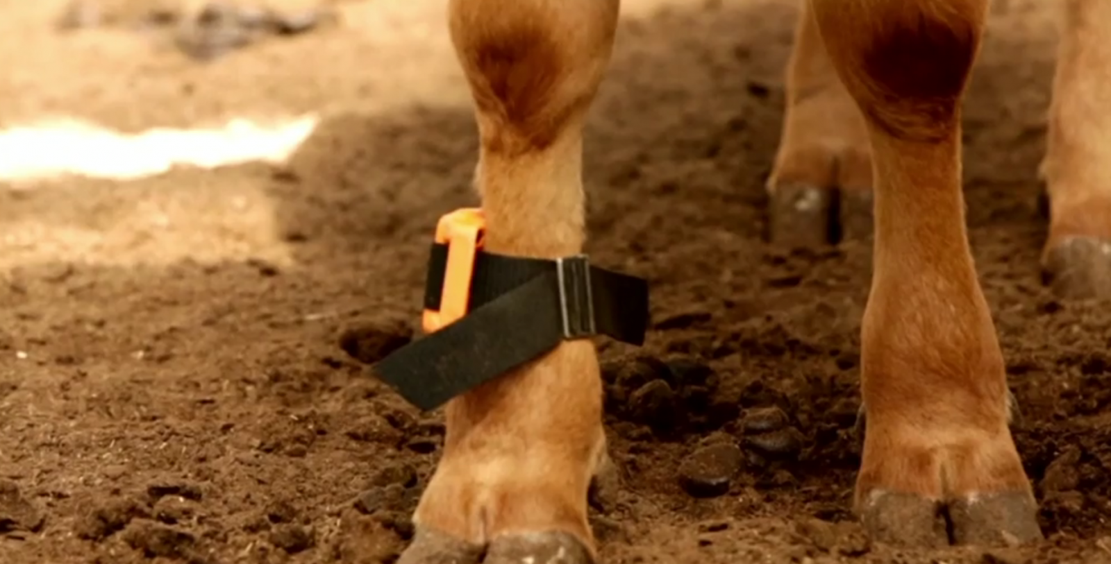 Connected Cattle: How wearables and the cloud help farmers get their ...