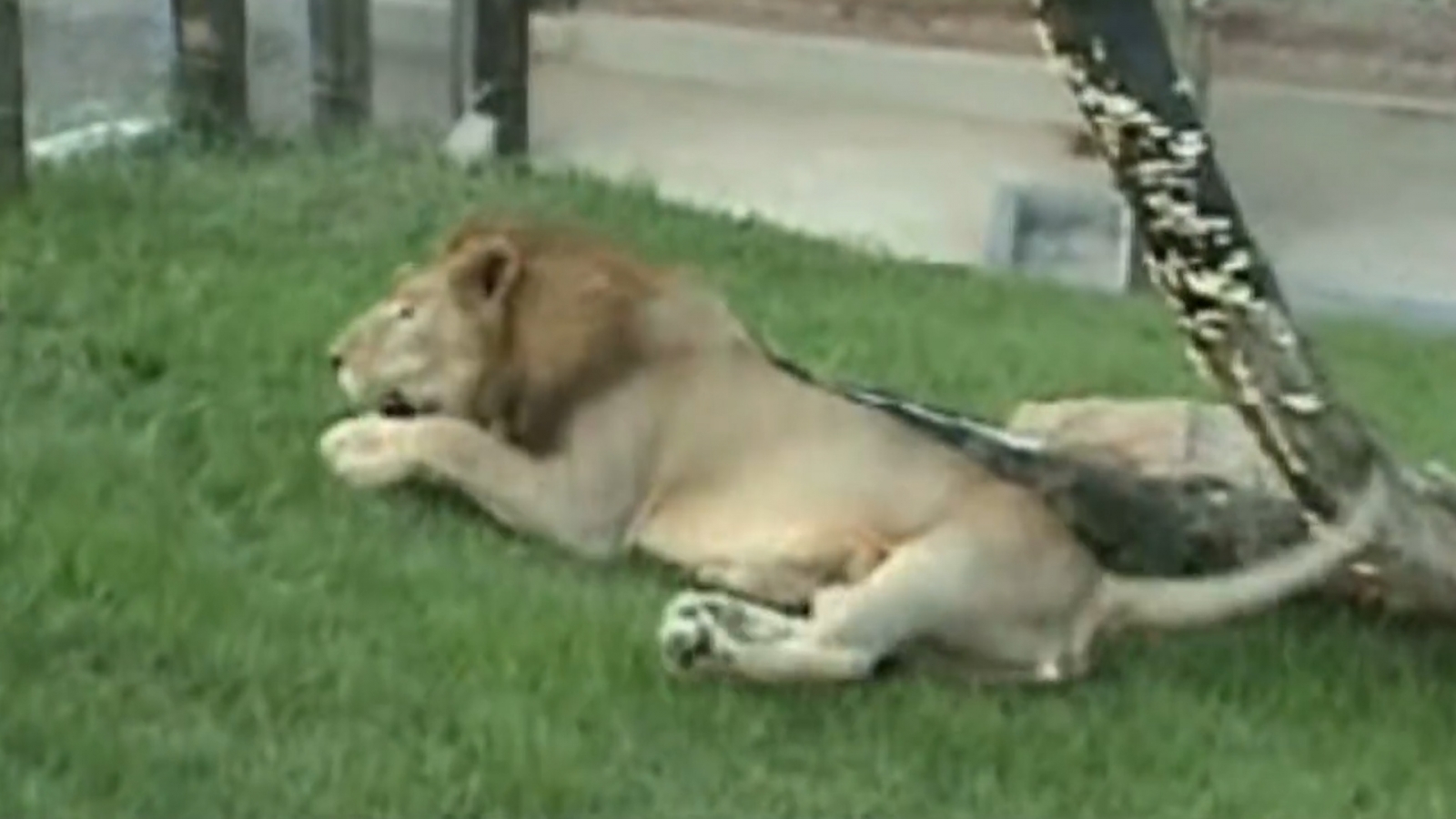 Brazil: Freed circus lion enjoys feel of grass for first time [Video ...