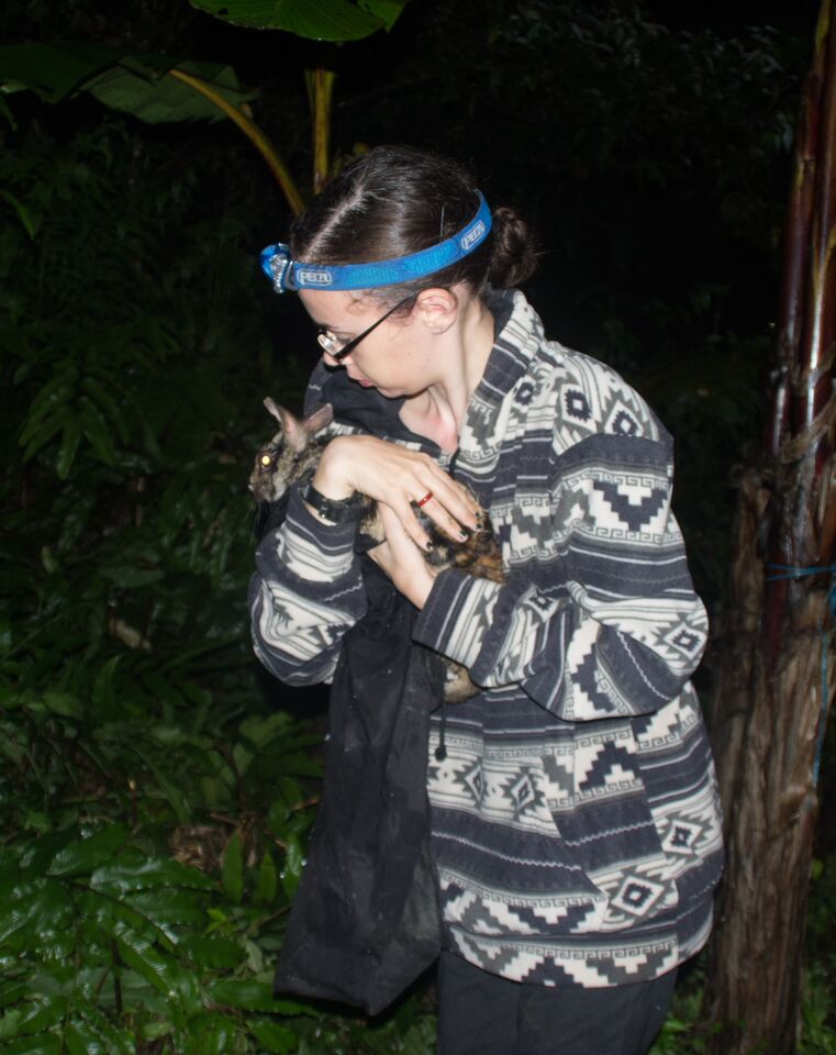 Vietnam: Extremely rare and elusive Annamite Striped rabbit filmed in wild