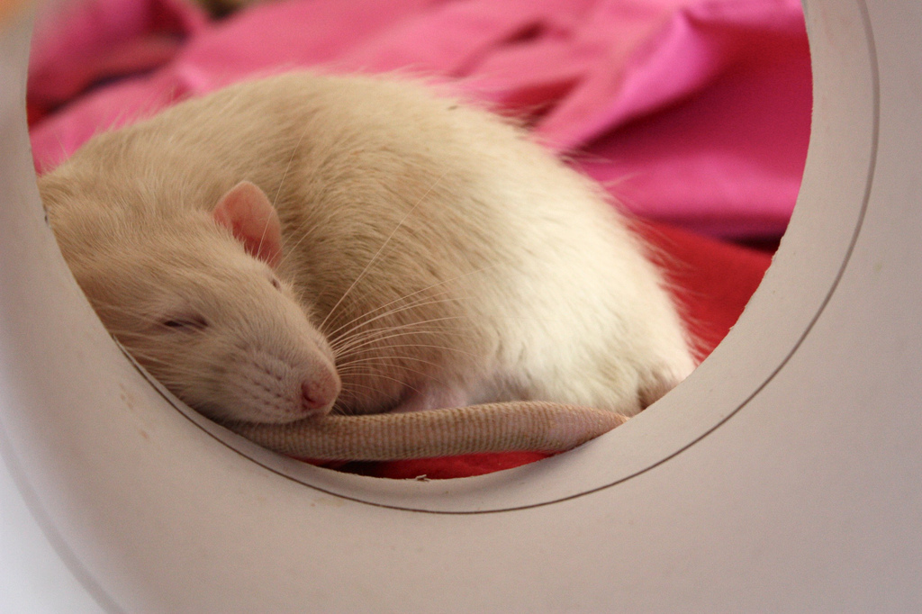 Rats have happy dreams about food