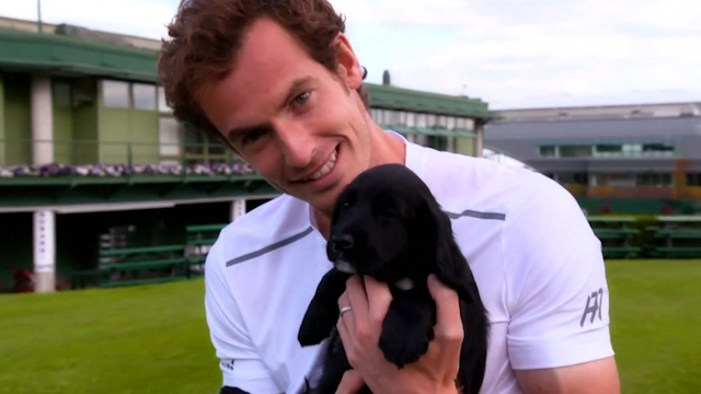 Andy Murray plays with pups in sniffer-dog video | IBTimes UK
