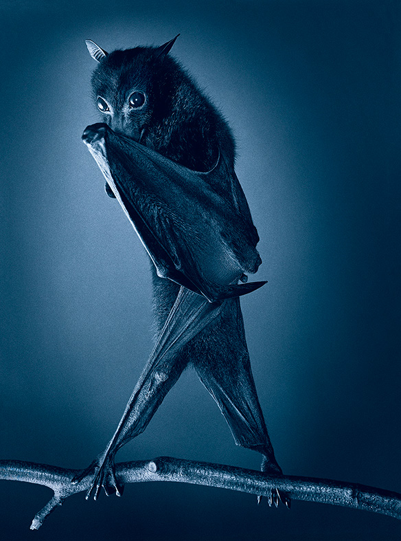 Tim Flach: Expressive animal portraits go on show at Retina Photography ...