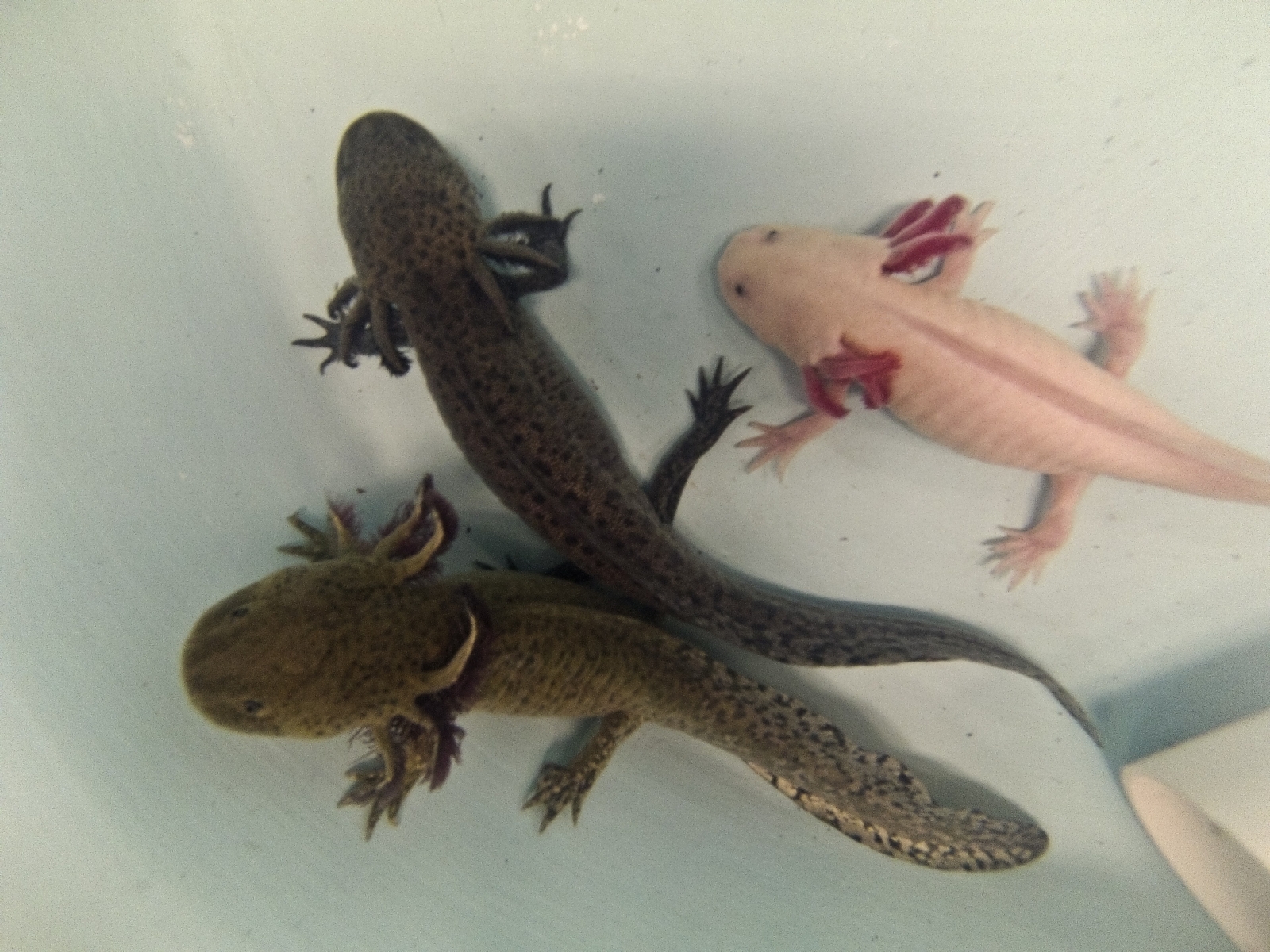 Weird world: The cute little 'Peter Pan' monster axolotl that never ...