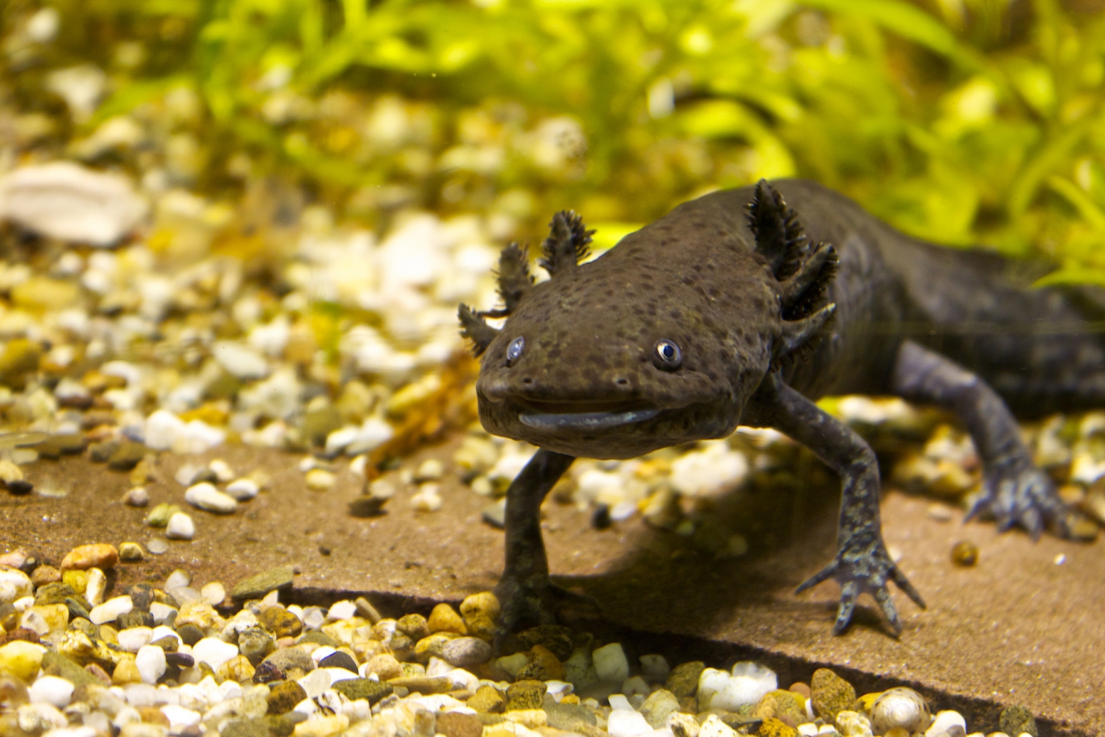 Weird world: The cute little 'Peter Pan' monster axolotl that never ...