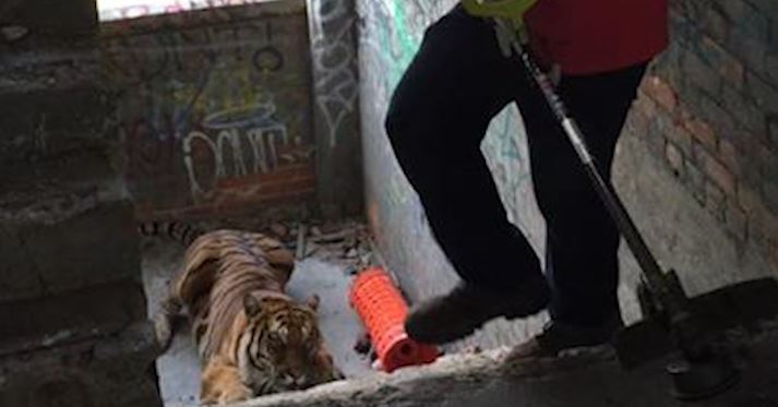 Detroit: Escaped tiger cornered with hedge trimmer | IBTimes UK