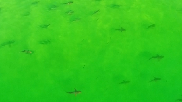 Florida: Hundreds of sharks captured on camera by drones | IBTimes UK