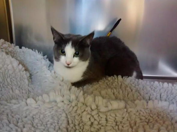 UK: Man fires crossbow at pet cat in near-fatal accident | IBTimes UK