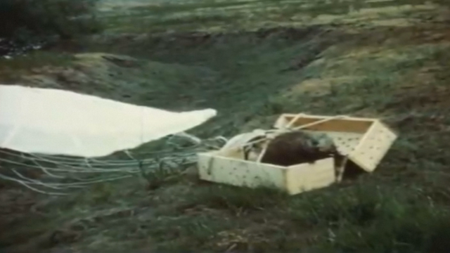 Idaho threw parachuting beavers out of planes in the 1950s | IBTimes UK