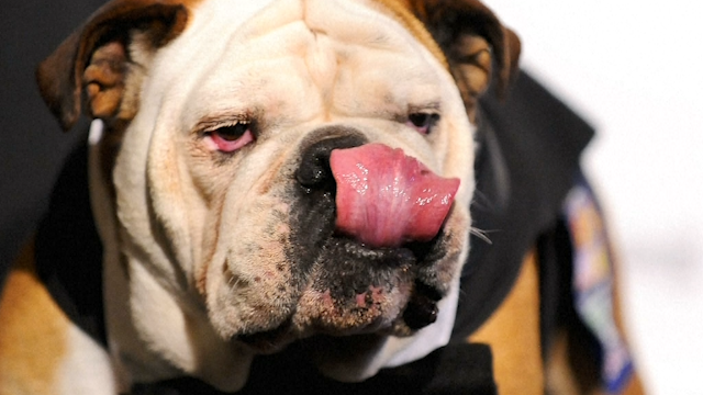 Tillman the legendary YouTube skating dog dies aged 10 [Video] | IBTimes UK