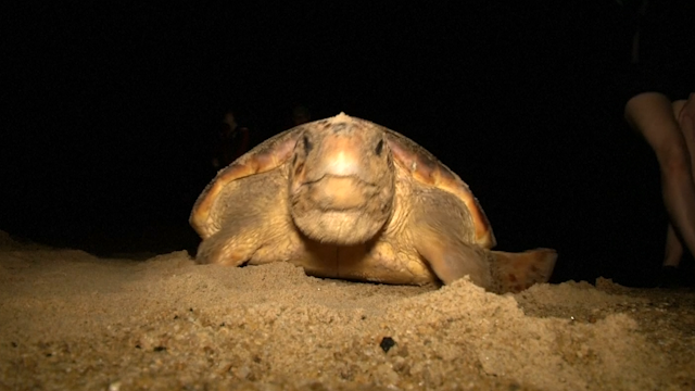 Brazil: Endangered turtle eggs relocated as toxic mud nears coastline ...