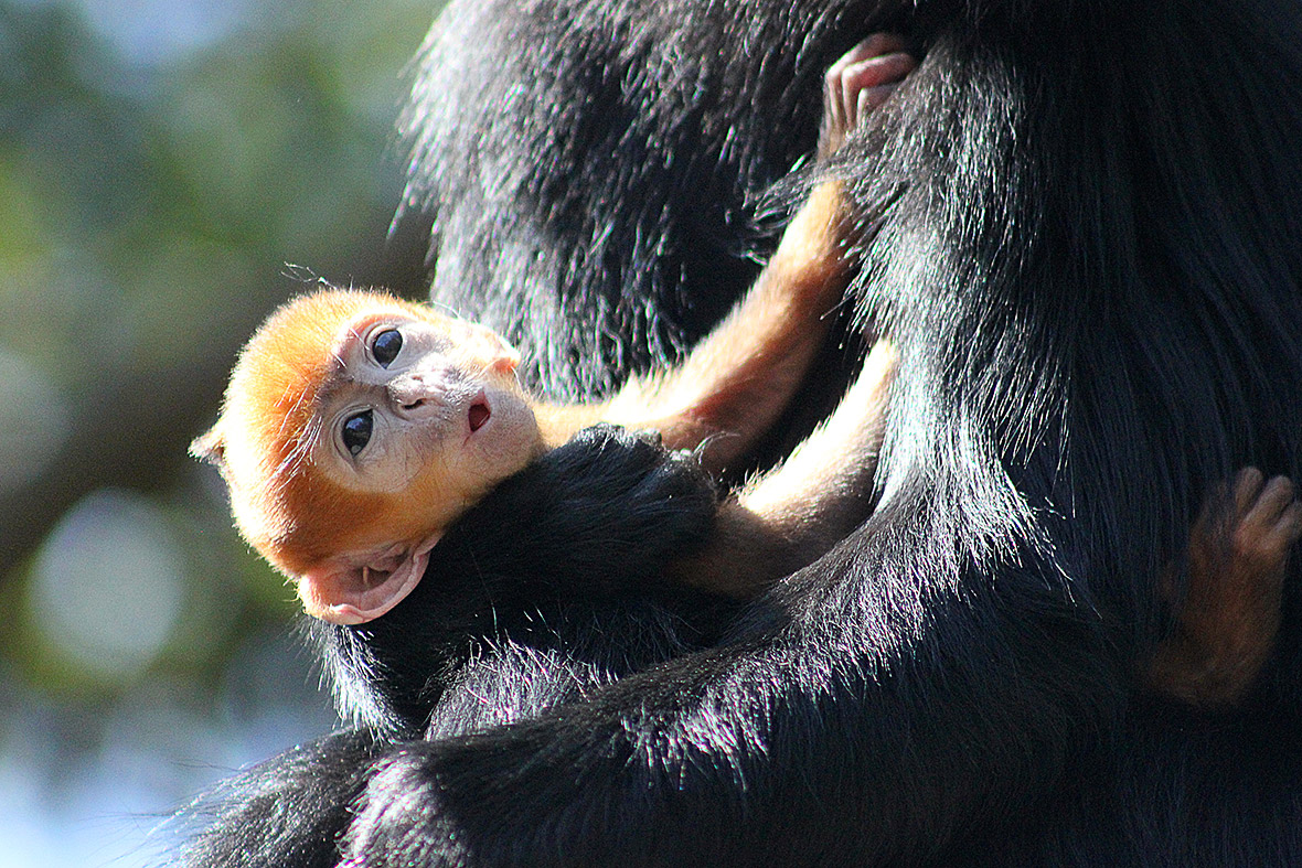 Francois' langur: Very rare, very cute, bright orange monkey born at ...