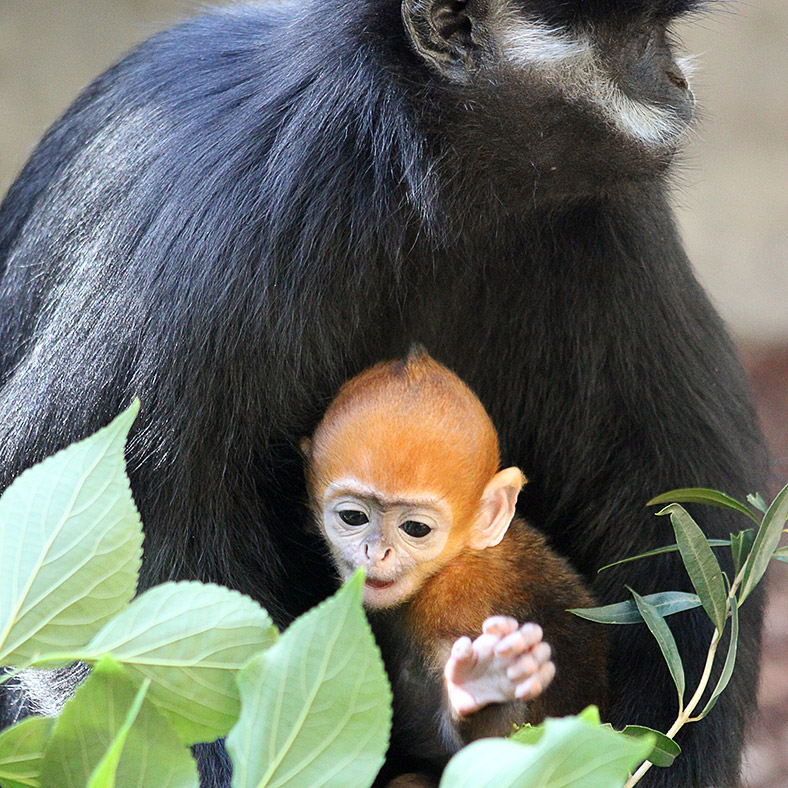 Francois' langur: Very rare, very cute, bright orange monkey born at ...