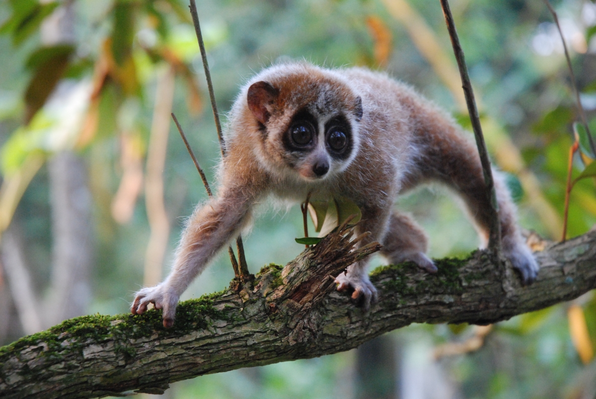 Experts discover pygmy slow loris is first primate outside of ...