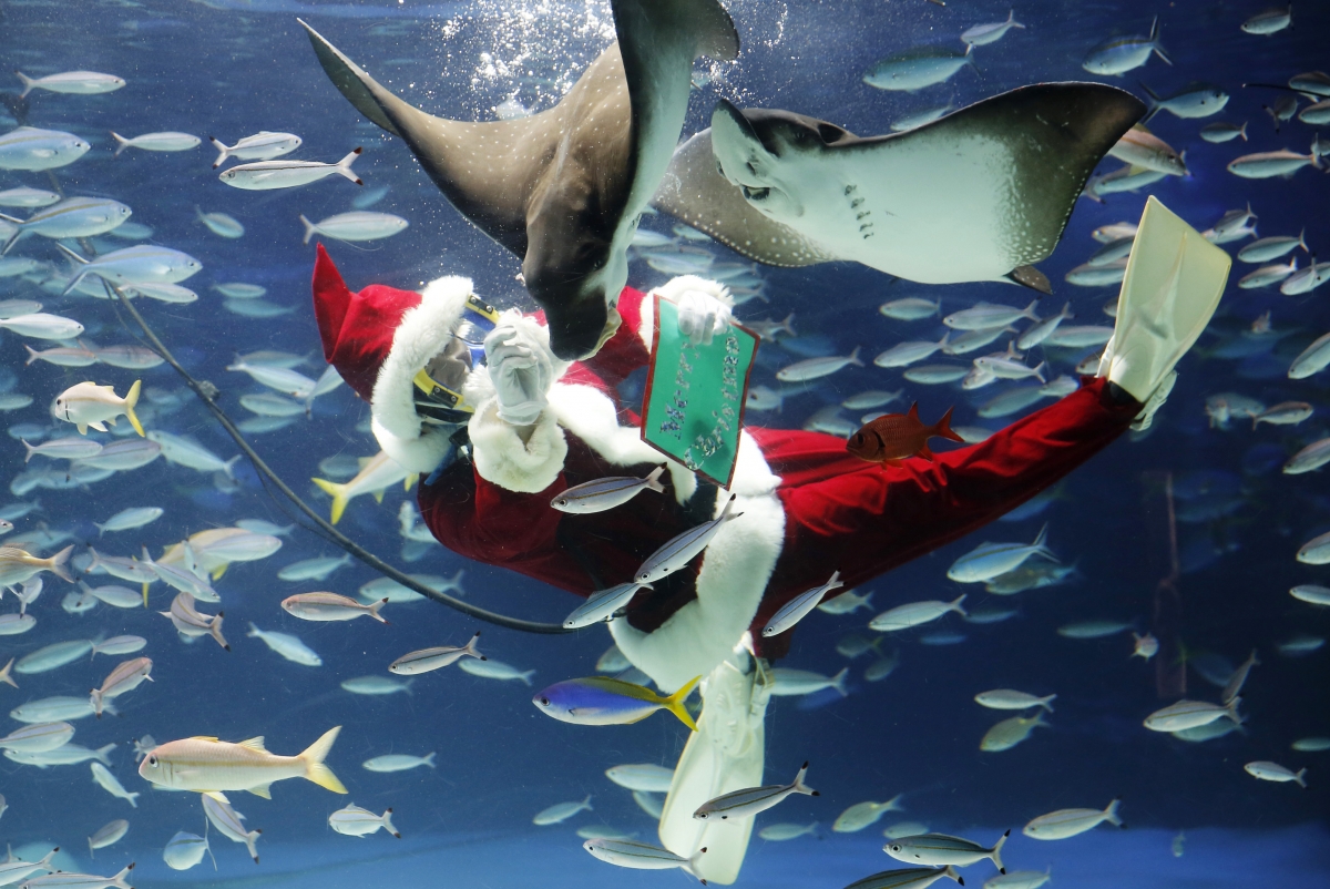 Japan: Watch Santa and Rudolph swim with the fishes at Tokyo Aquarium ...