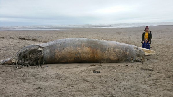 Wales: Coastguard warns that decomposed whale poses health hazard ...