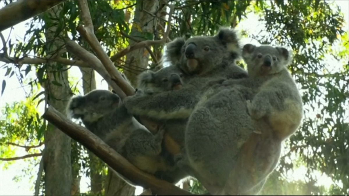 Australia: Koala adopts two cute cubs | IBTimes UK