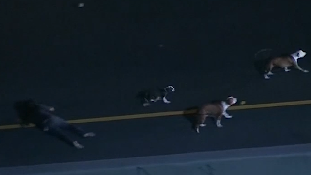 California: Police scramble to catch six dogs following car chase in ...