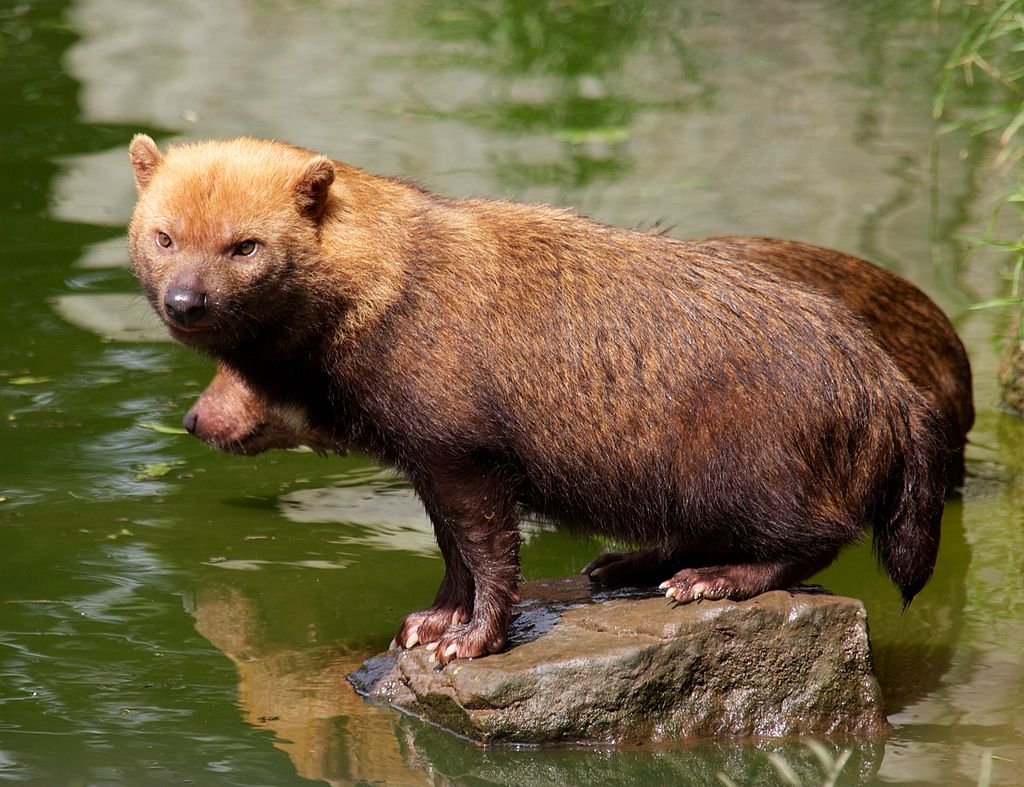 Camera-trap photos show rare and elusive bush dog is widespread across ...