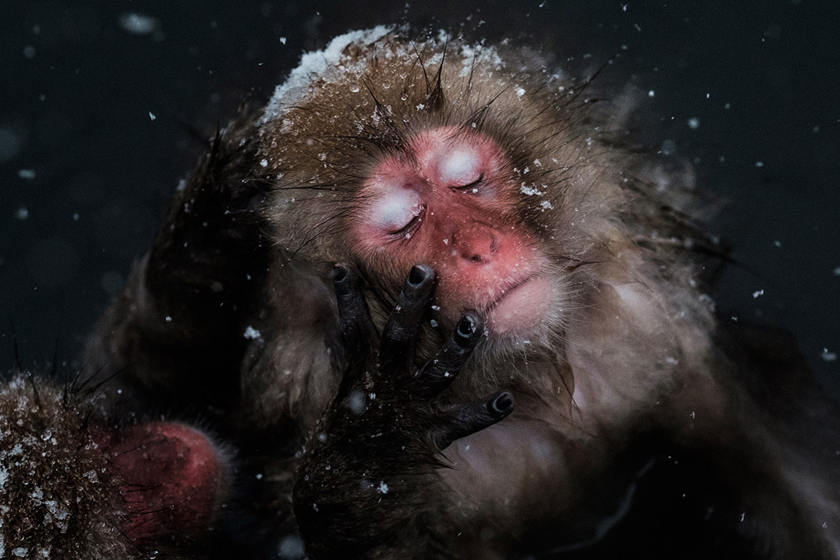 Gorgeous pictures: Snow monkeys bathe in hot springs on frozen ground ...