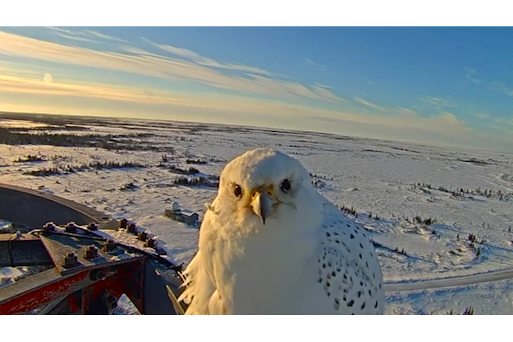 Cameras captures rare gyrfalcon, the largest falcon in the world, in ...