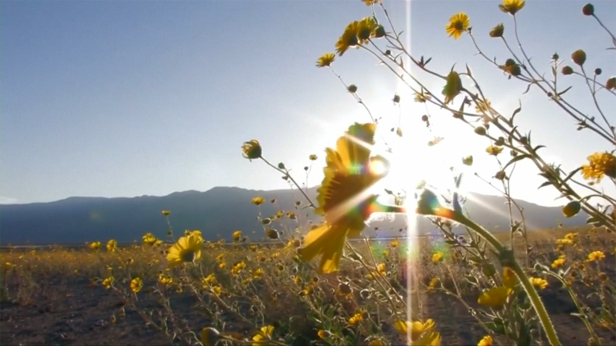 Super Bloom Death Valley 2024 | Wildflowers – EHTN