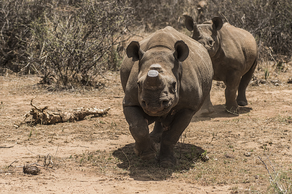 Rhino poaching: World largest rhino farm protected by private army