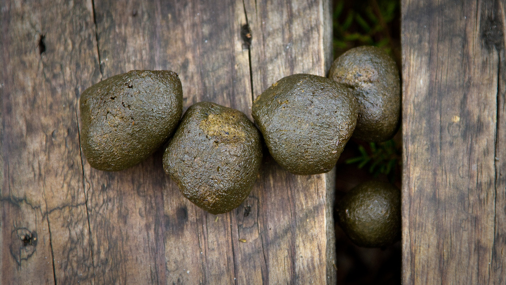 Why do wombats do cube-shaped poo?
